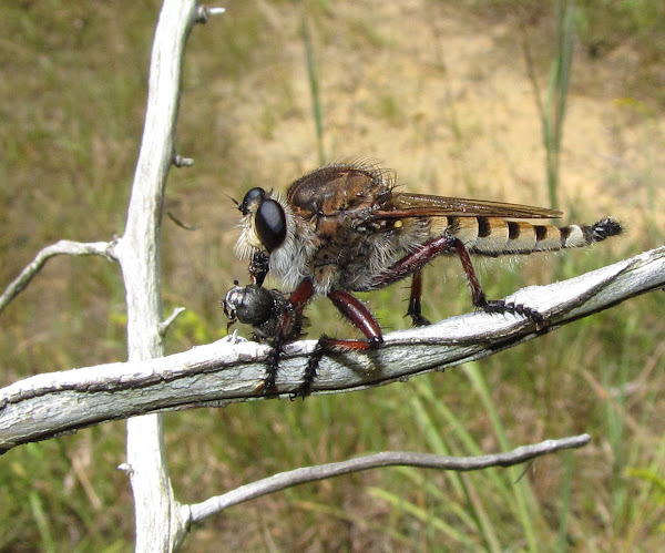 Giant robber fly (male) | Project Noah