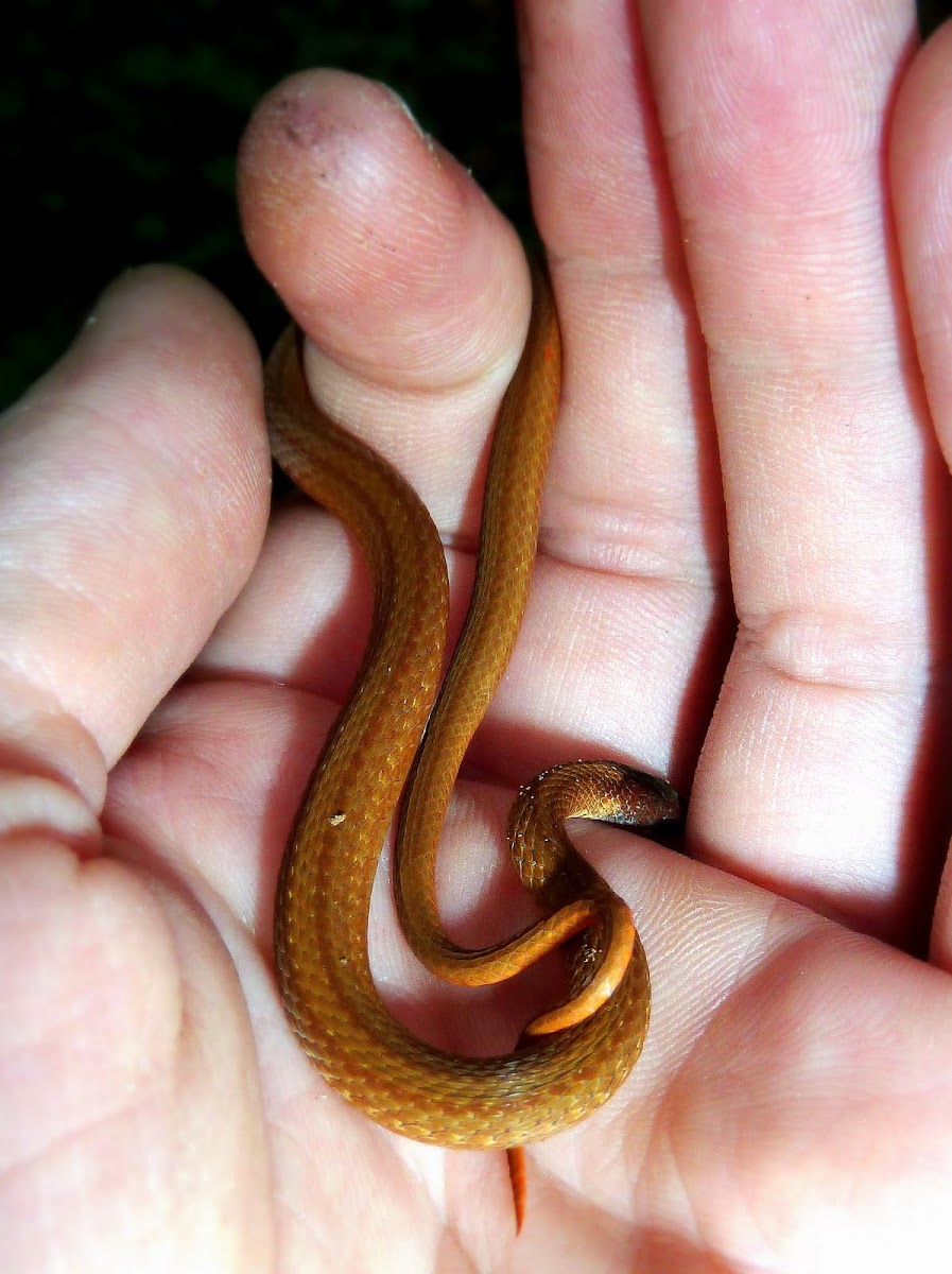 Northern Redbelly Snake | Project Noah