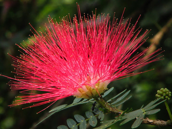 Calliandra sp | Project Noah