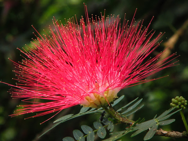 Calliandra sp | Project Noah