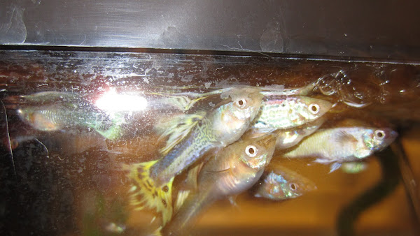 guppies | Project Noah