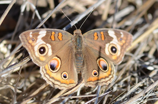 Common Buckeye | Project Noah