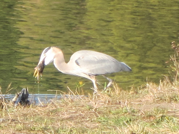 Great Blue Heron Eating Gopher | Project Noah