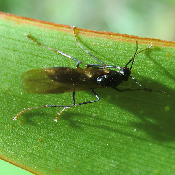 Princess Ant? | Project Noah