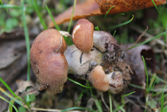 Humungous fungus | Project Noah