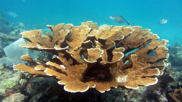 Elkhorn Coral | Project Noah