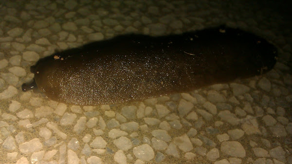 Slug | Project Noah