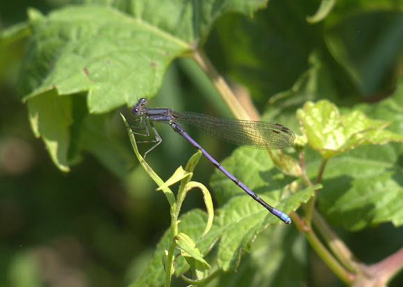 Violet Dancer | Project Noah