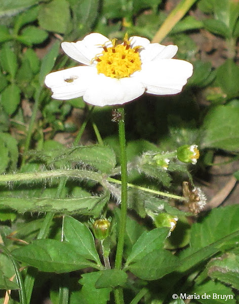 Amor seco | Project Noah