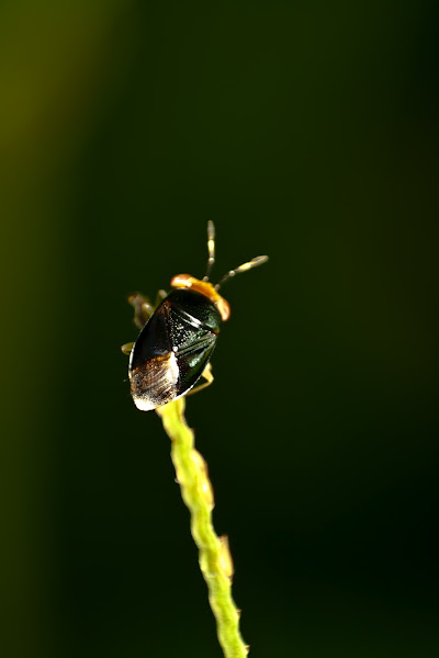 Big-eyed Bug | Project Noah