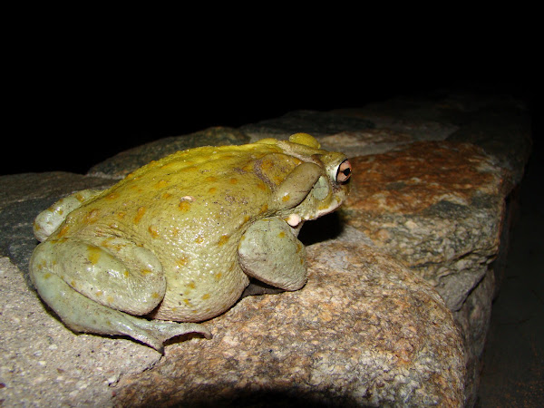Sonoran desert toad | Project Noah