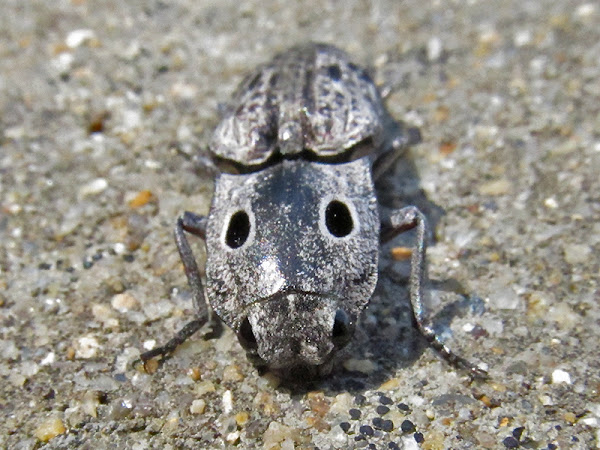 Blind click beetle | Project Noah