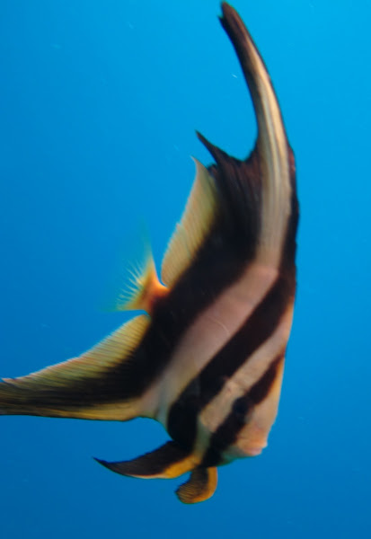 Juvenile Batfish | Project Noah