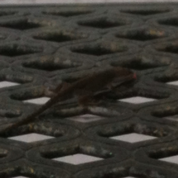 Lizard | Project Noah