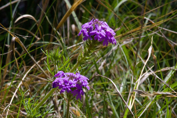 Prairie Verbena | Project Noah