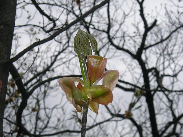 tree | Project Noah