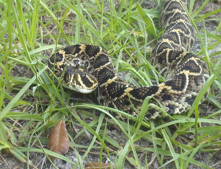 Eastern Diamondback Rattlesnake | Project Noah