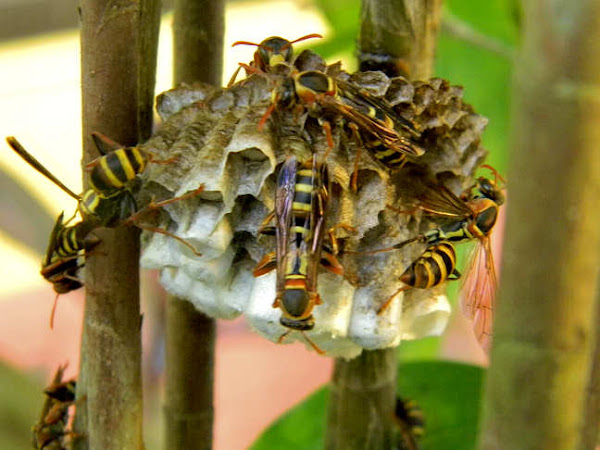 paper wasps | Project Noah