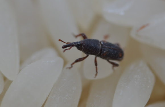 Rice weevil | Project Noah
