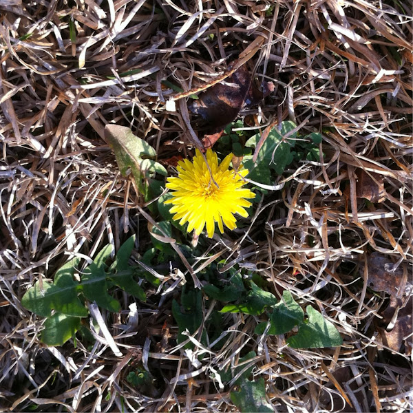 Dandelion | Project Noah