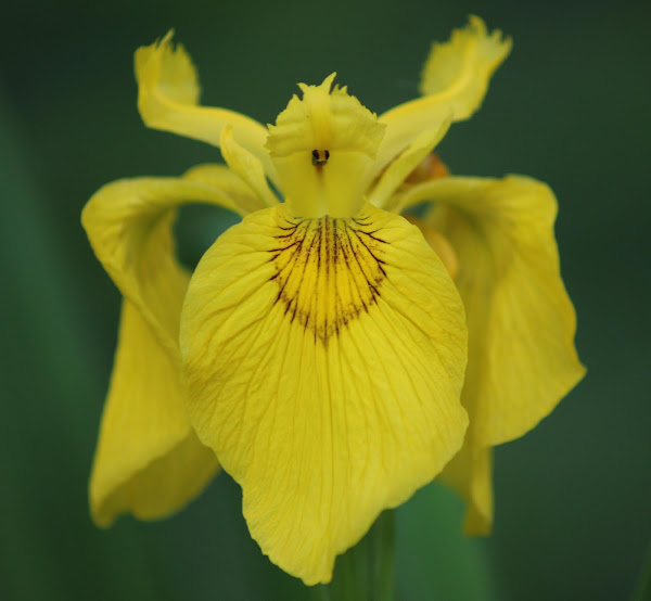 Yellow Iris | Project Noah