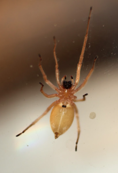 Long-legged Sac Spider | Project Noah