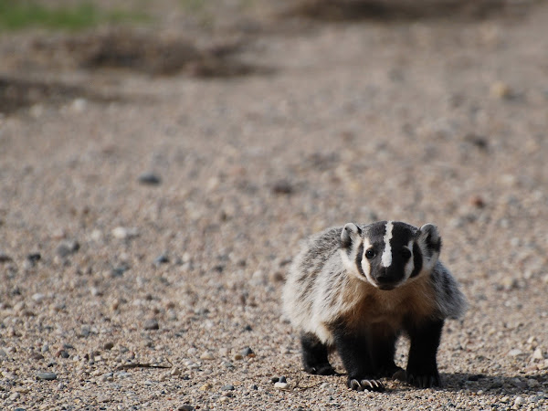 American Badger | Project Noah