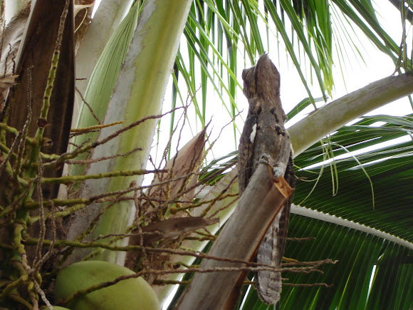 Urutal ou Mãe da Lua | Project Noah