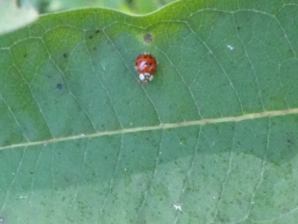 Ladybug | Project Noah