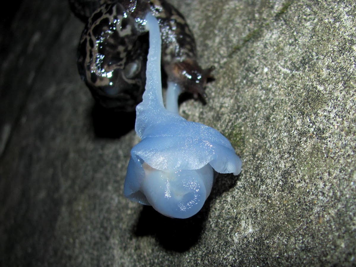 Leopard slug mating | Project Noah