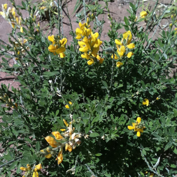 Rattle box | Project Noah