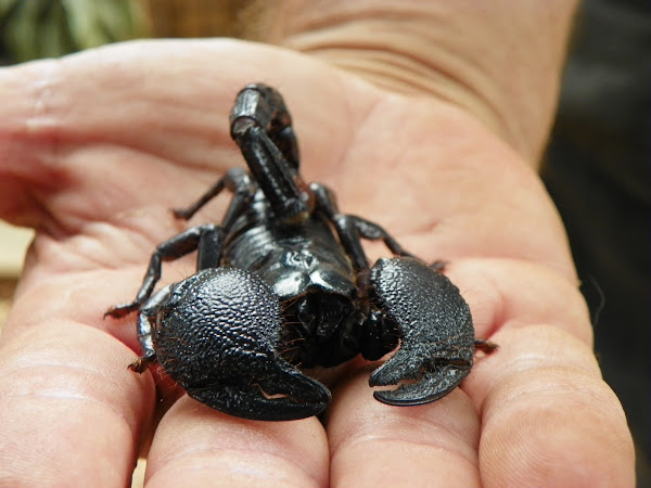 Emperor scorpion | Project Noah