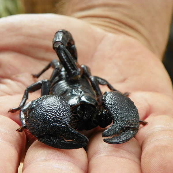 Scorpions and Scorpion Mimic of Florida | Project Noah