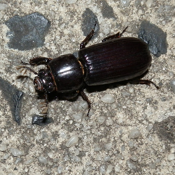 Black Bess Beetle | Project Noah