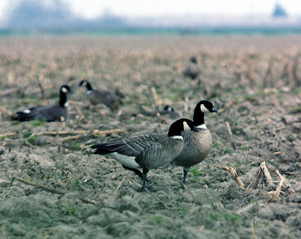 Aleutian Cackling Goose | Project Noah