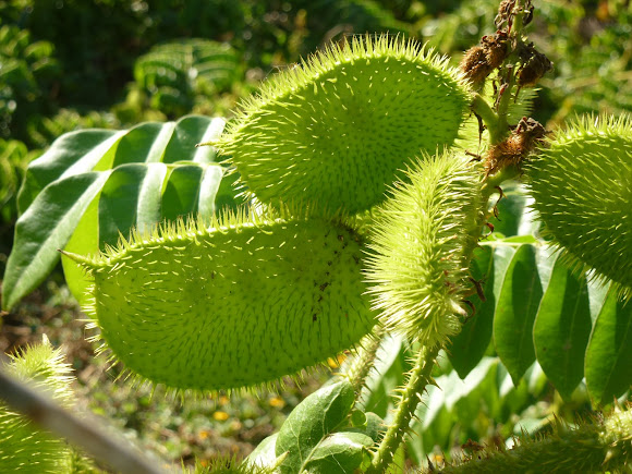 Gray Nicker Bean | Project Noah