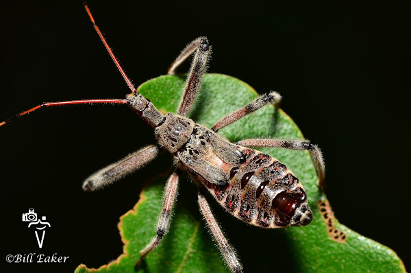 Wheel Bug Nymph | Project Noah