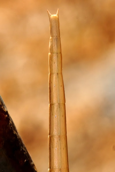 French Stick Insect; Insecto Palo | Project Noah