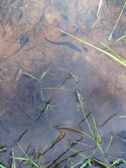 Leech | Project Noah