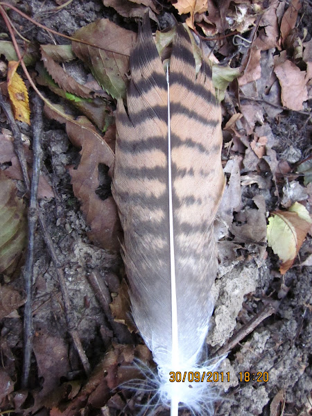 buzzard feather | Project Noah