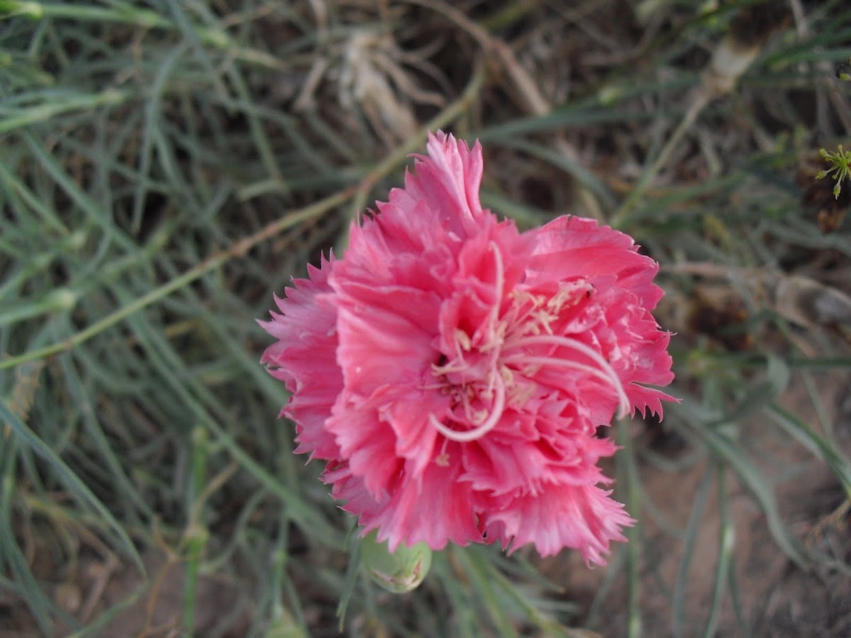 Dianthus caryophyllus | Project Noah
