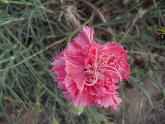 Dianthus caryophyllus | Project Noah