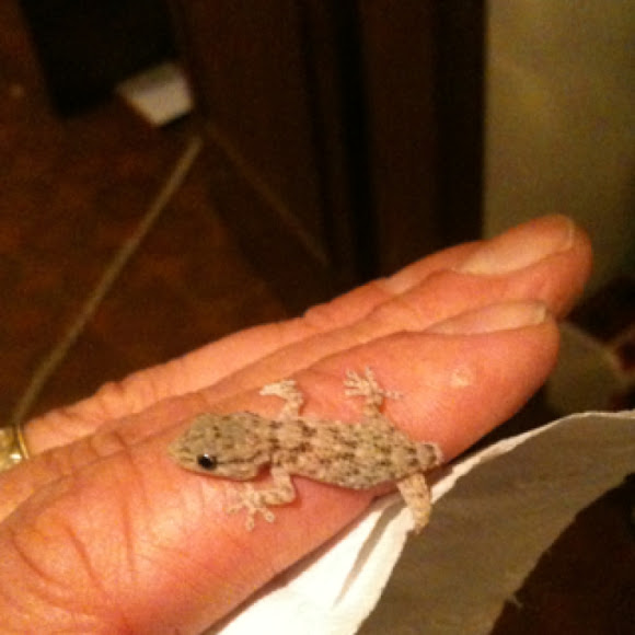Baby house gecko | Project Noah