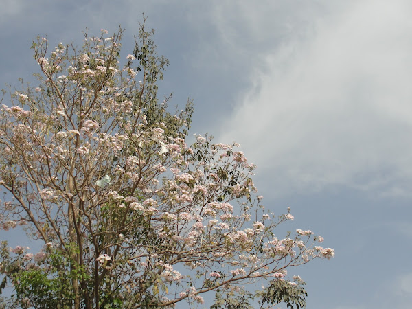 जय मंगल Padri Tree | Project Noah