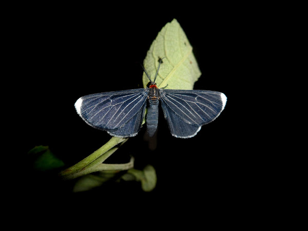 White-tipped Black or Snowbush Spanworm | Project Noah