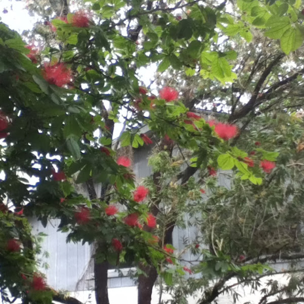 Powderpuff | Project Noah