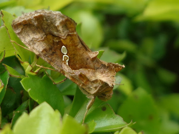 Green Garden Looper | Project Noah