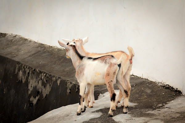 Domestic Goat | Project Noah
