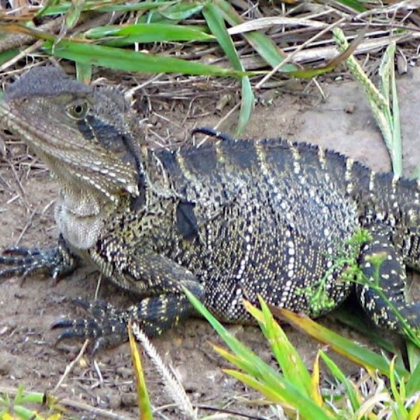 Eastern Water Dragon(female in Brumation) | Project Noah