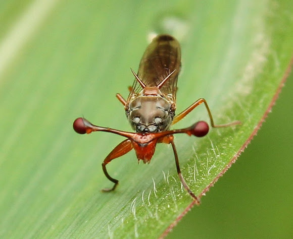 Hammer-head fly / stalk-eyed fly | Project Noah